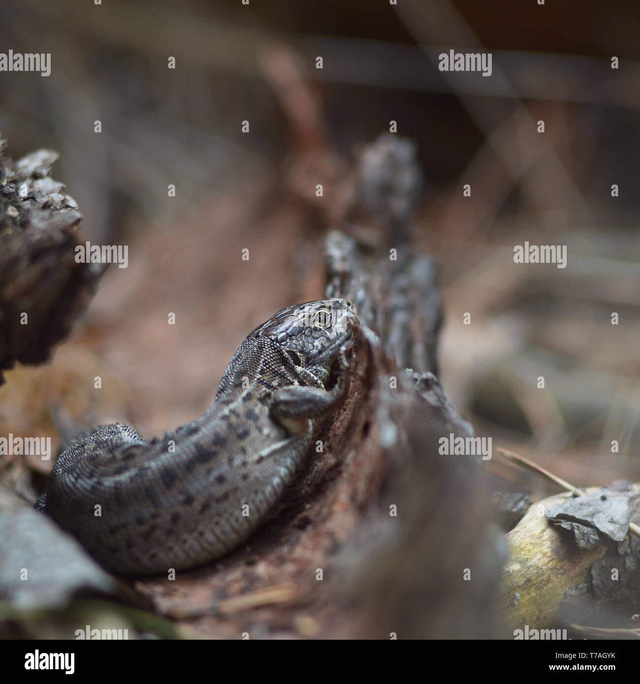 Gray lizard in wild hi-res stock photography and images - Alamy