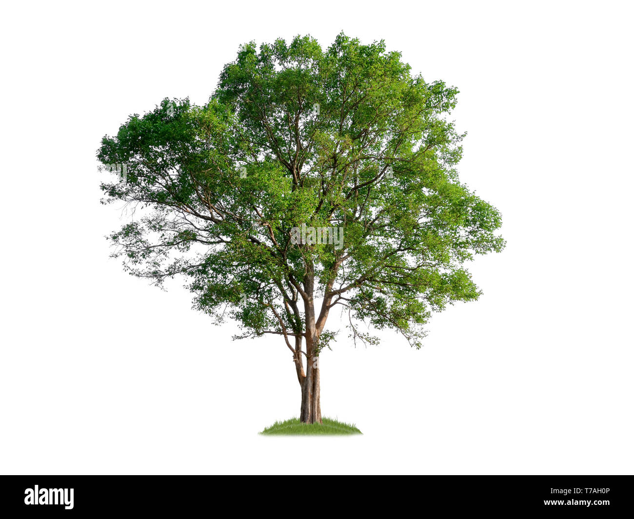 single tree with clipping path and alpha channel Stock Photo - Alamy