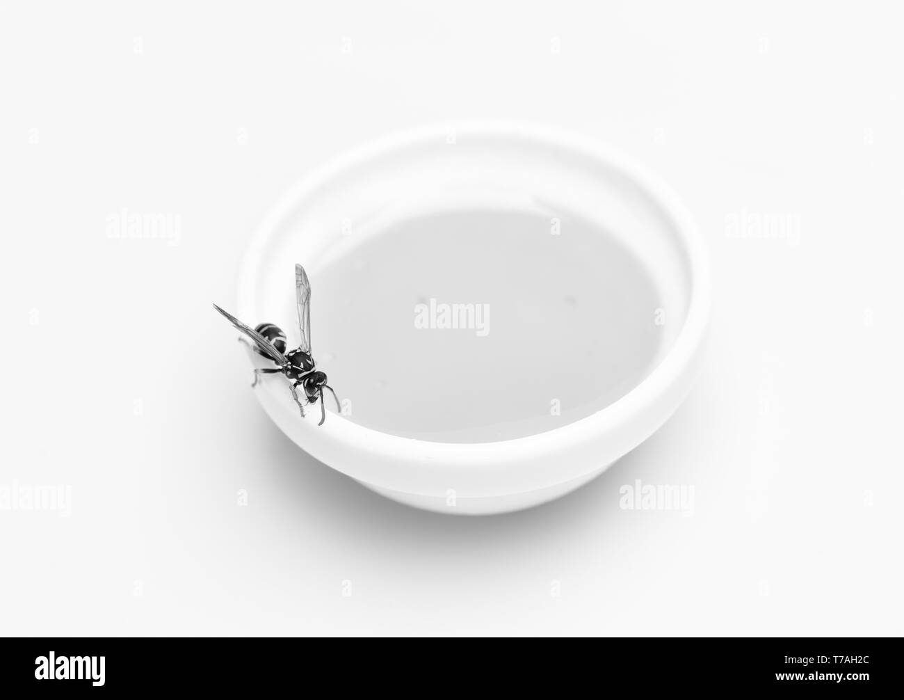 Bee or wasp on cup of honey white background. Sweet natural nectar ...