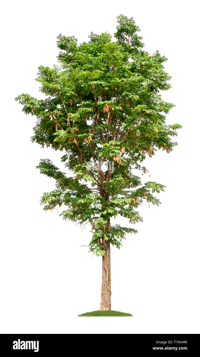 Tree alpha mask hi-res stock photography and images - Alamy