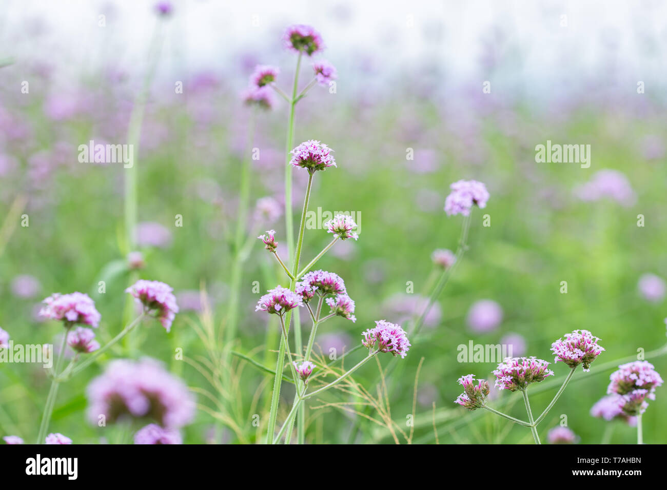 Flower field background Stock Photo - Alamy