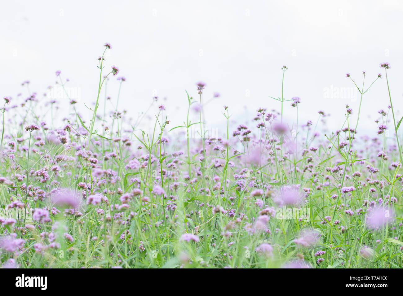 Flower field background Stock Photo - Alamy