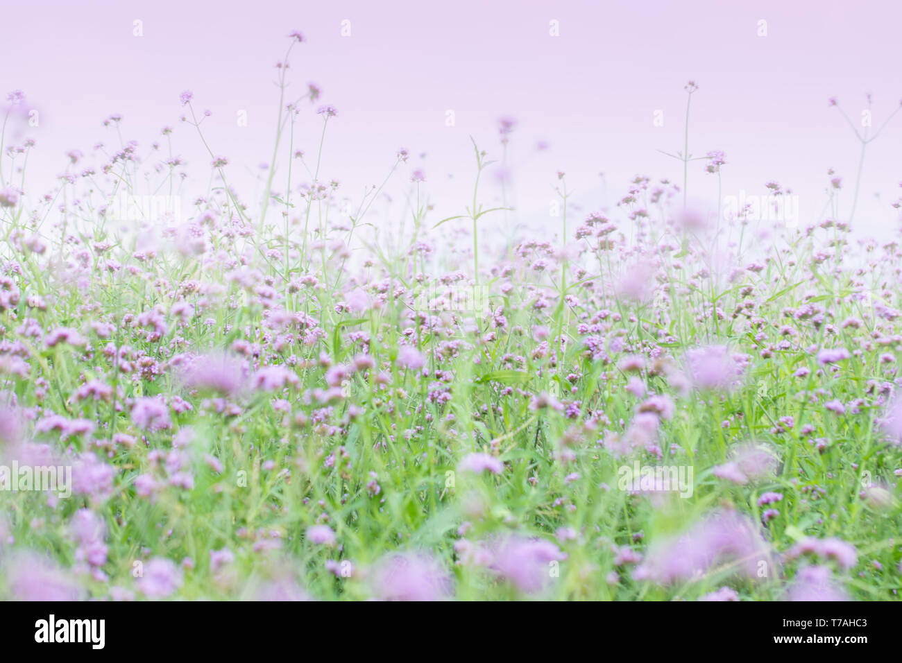 Flower field background Stock Photo - Alamy