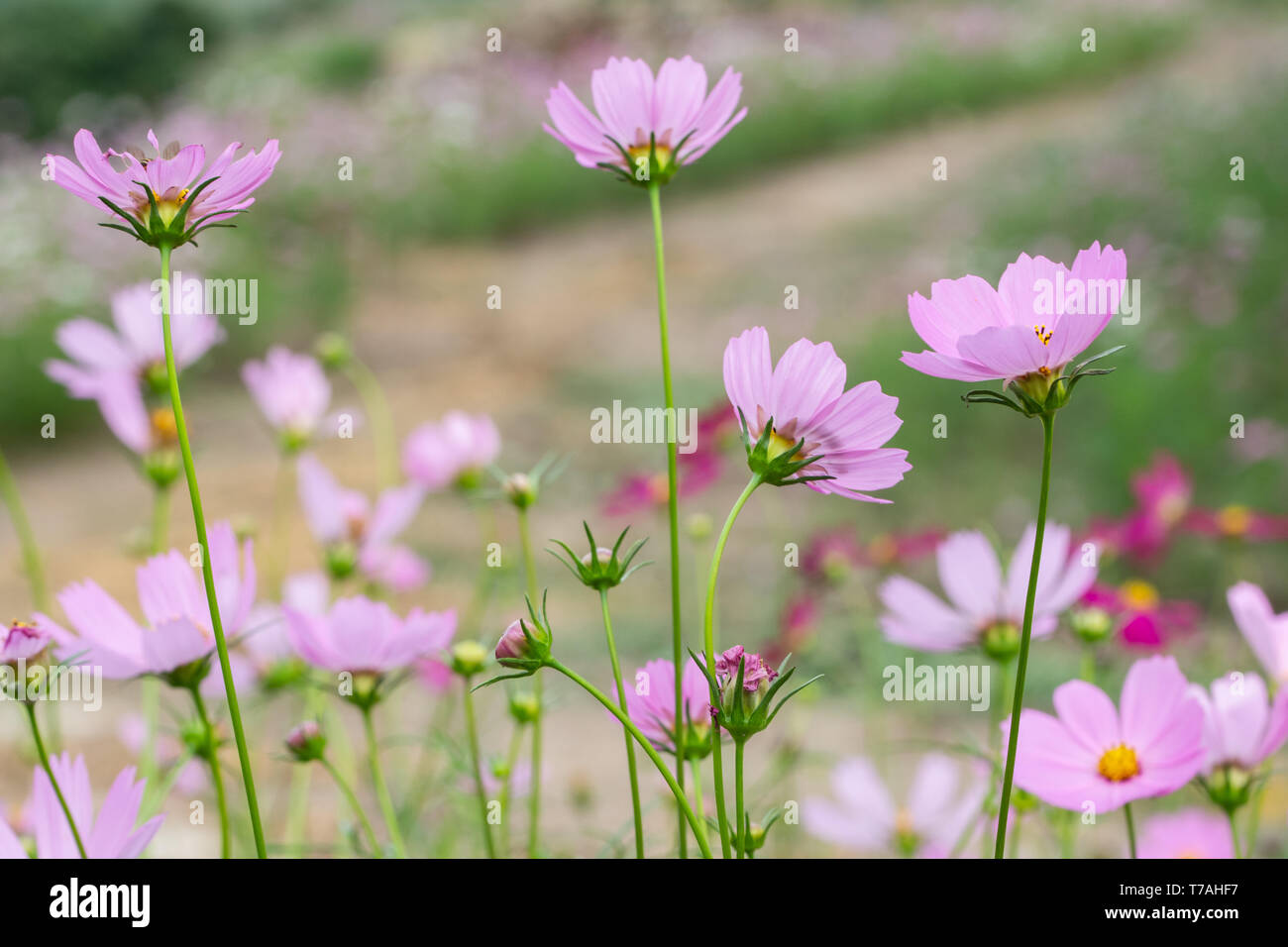 Flower field background Stock Photo - Alamy