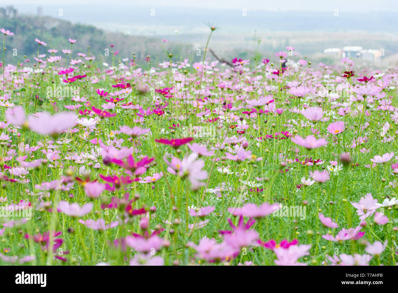 Flower field background Stock Photo - Alamy