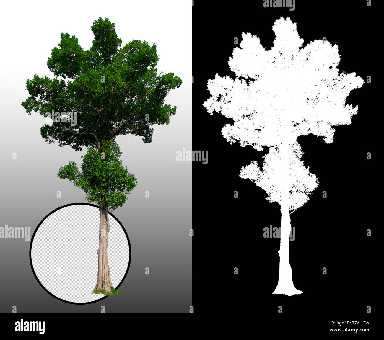 single tree with clipping path and alpha channel Stock Photo - Alamy