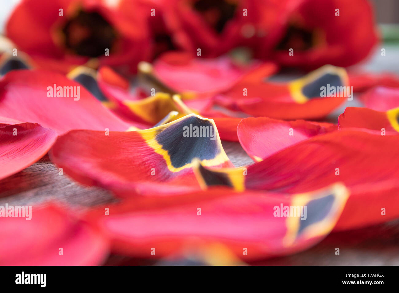 Red tulip and fallen tulip petals lie on the old boards. Red petals on ...