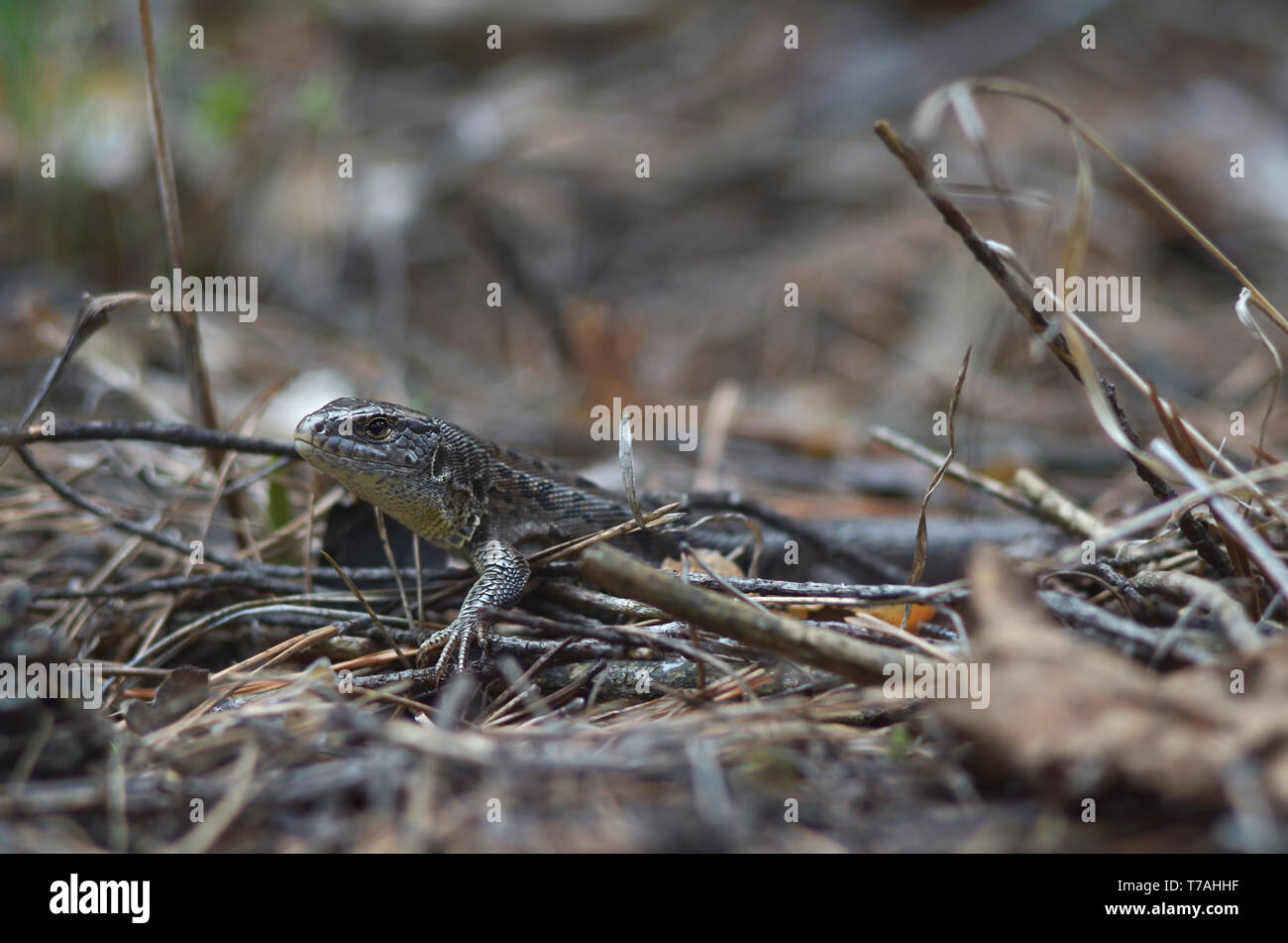 Gray lizard in wild hi-res stock photography and images - Alamy