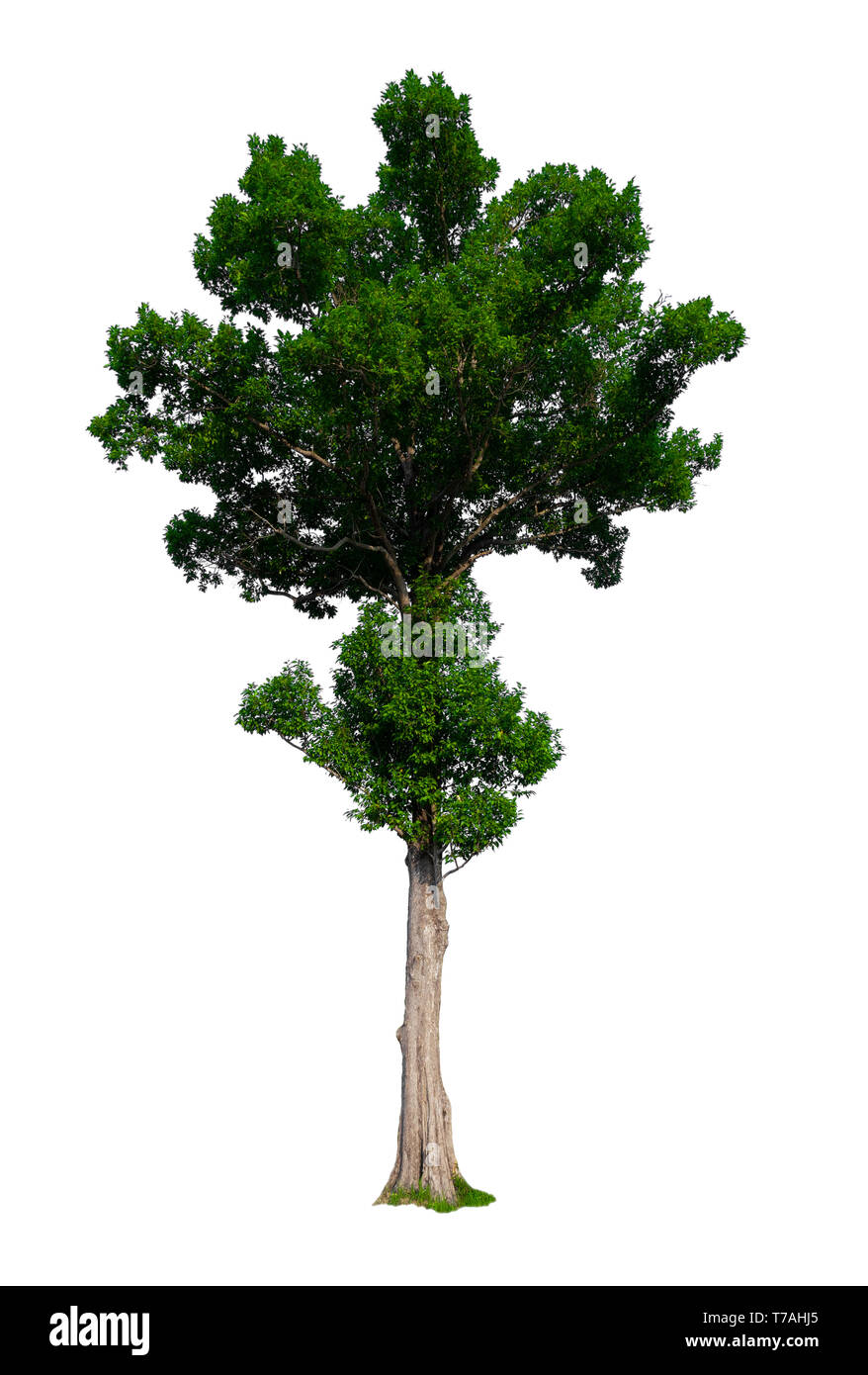 Tree alpha mask hi-res stock photography and images - Alamy