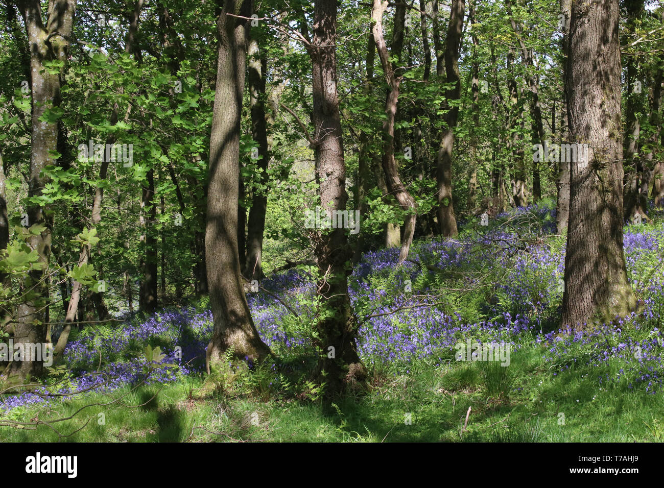 Calder vale lancashire hi-res stock photography and images - Alamy