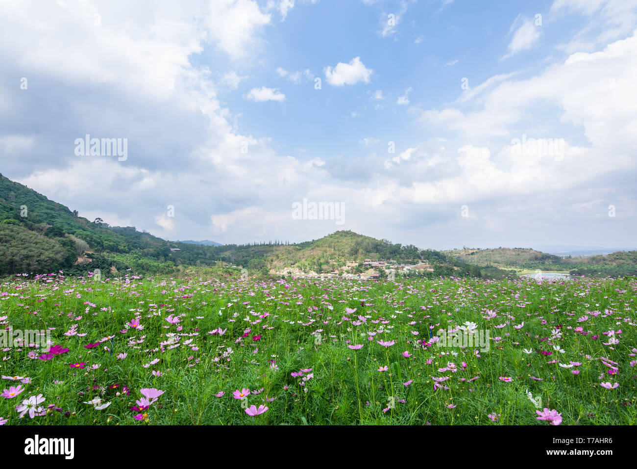 Flower field background Stock Photo - Alamy