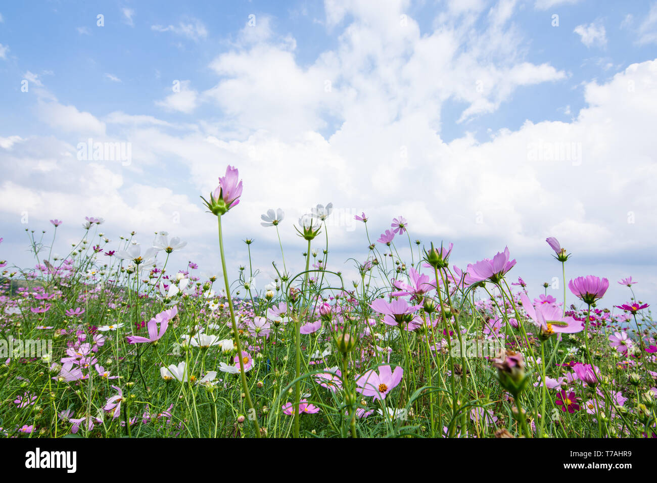 Flower field background Stock Photo - Alamy