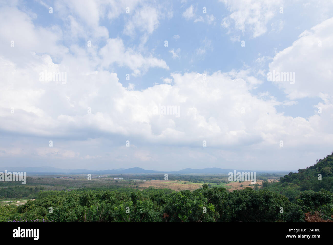 Nature view trees Stock Photo - Alamy