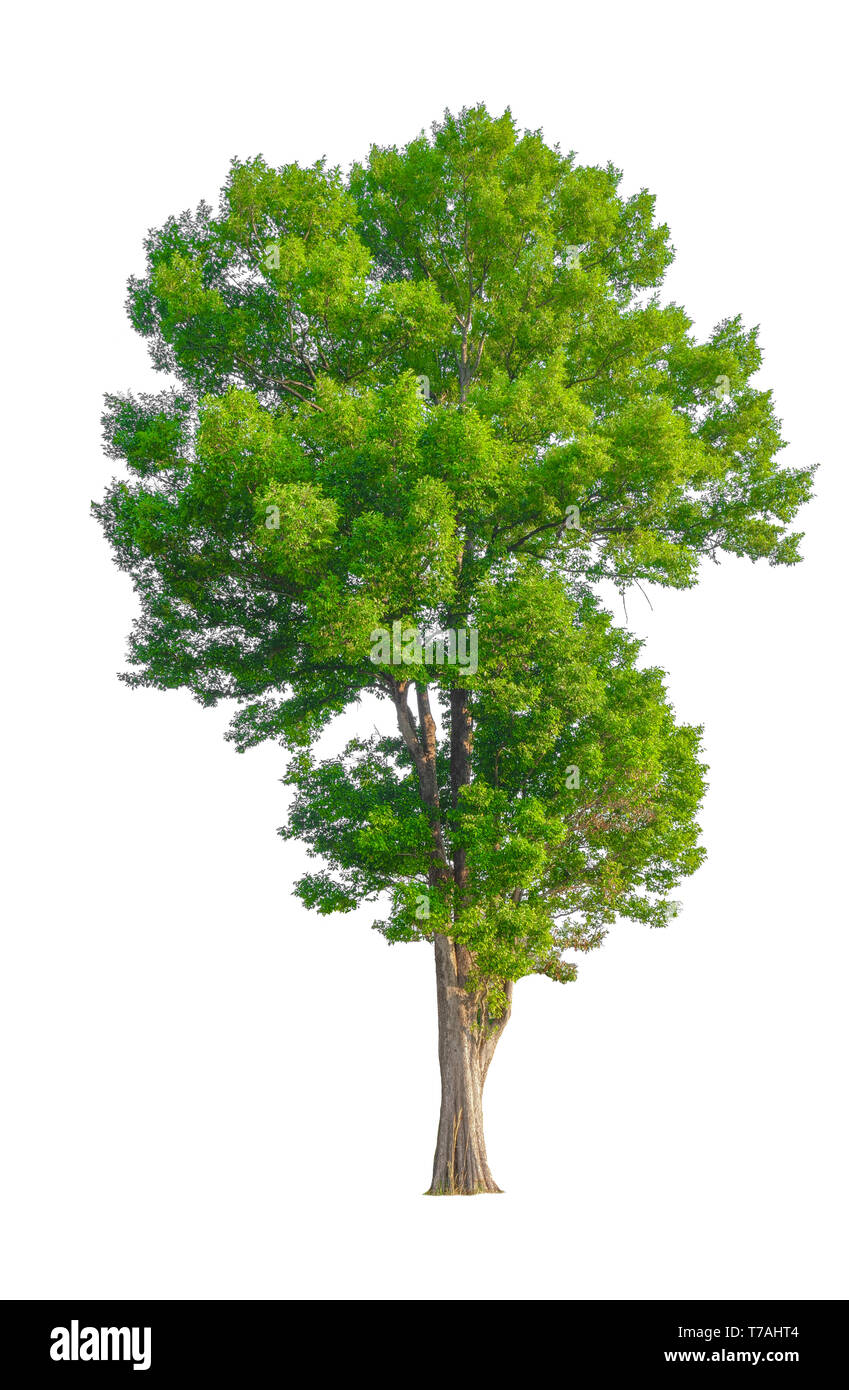 Tree alpha mask hi-res stock photography and images - Alamy