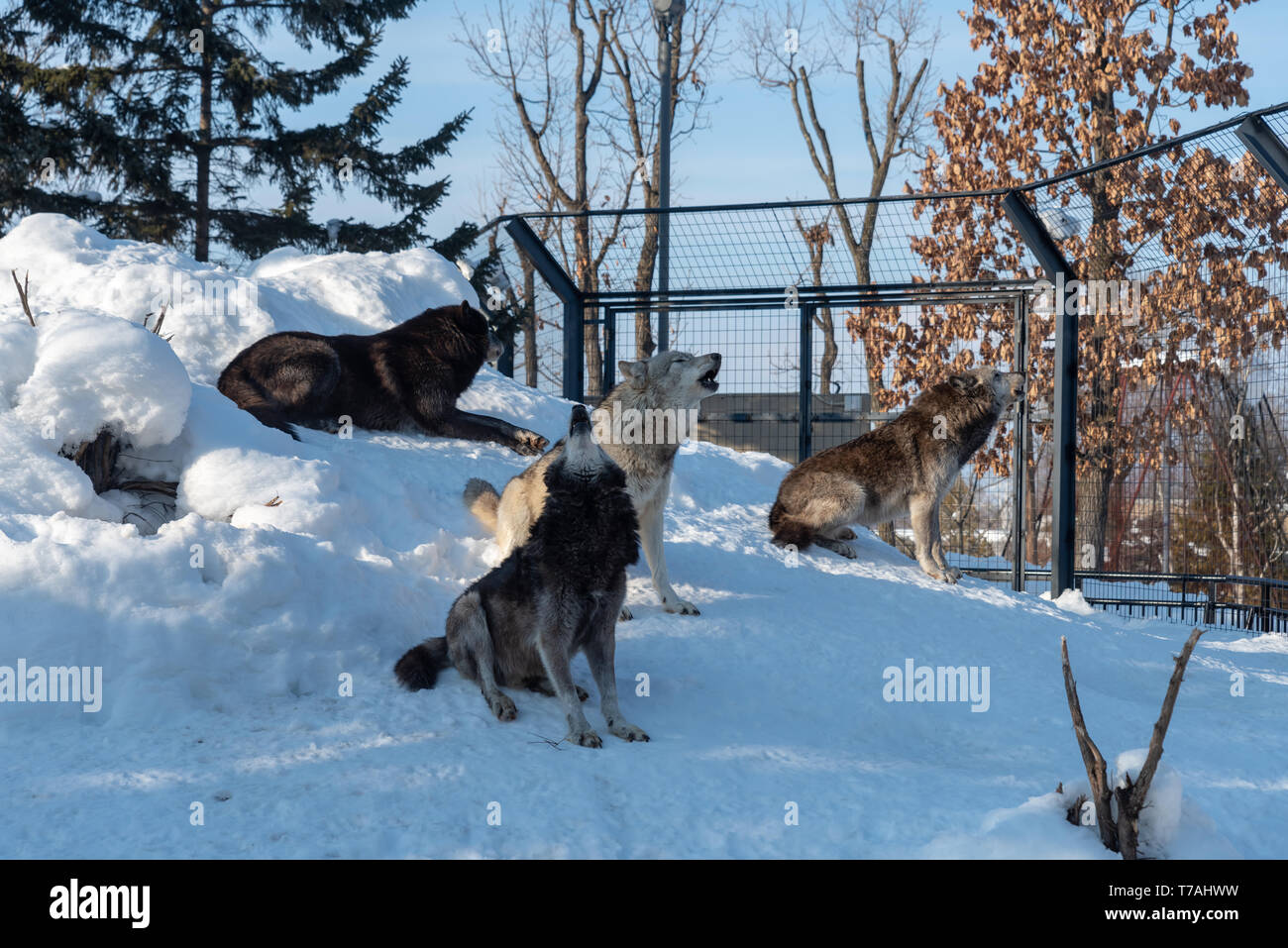Japanese wolf dog hi-res stock photography and images - Alamy