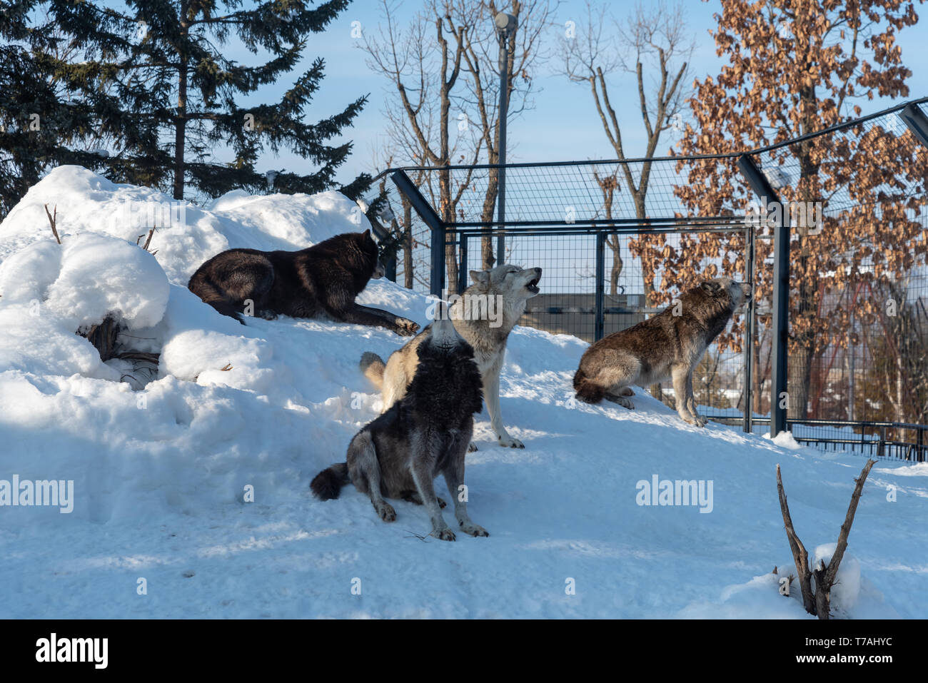 Hokkaido wolf hi-res stock photography and images - Alamy