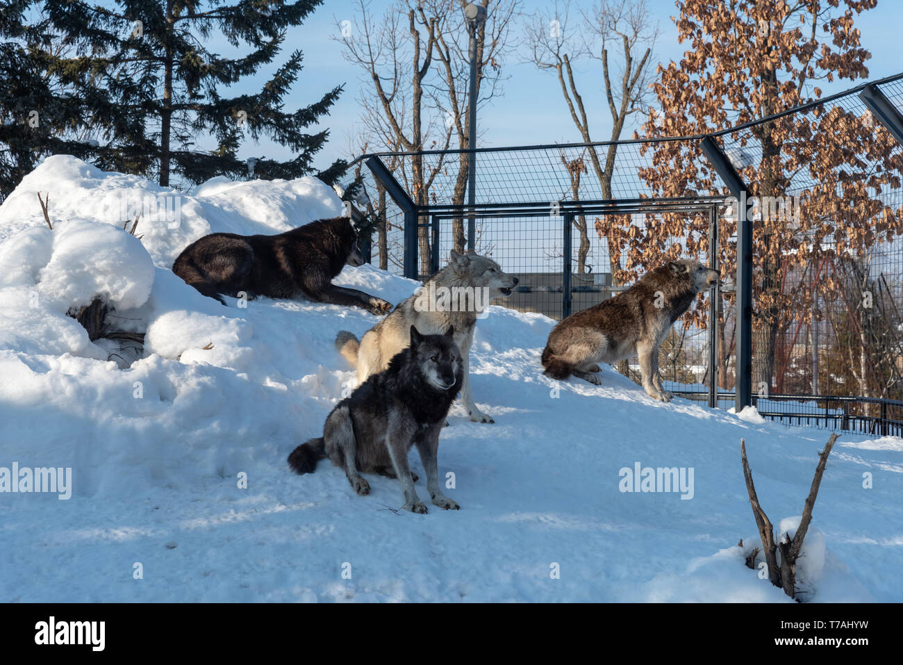 Wolf in Asahikawa Zoo, Hokkaido, Japan Stock Photo - Alamy