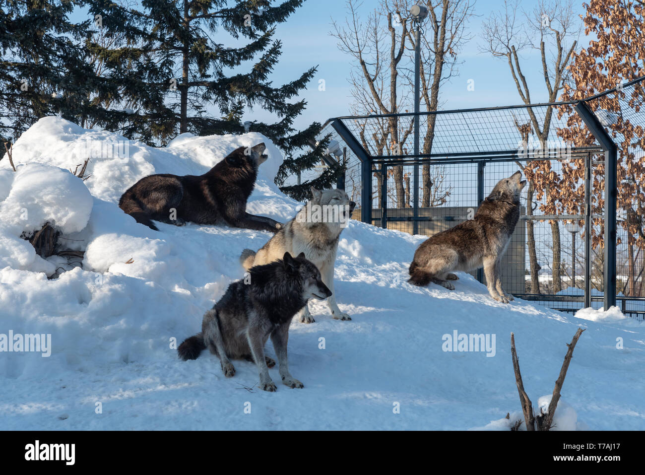 Wolf in Asahikawa Zoo, Hokkaido, Japan Stock Photo - Alamy