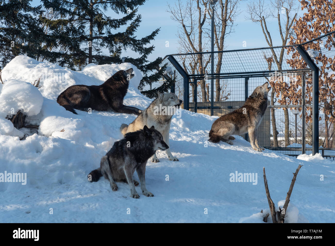 Hokkaido wolf hi-res stock photography and images - Alamy