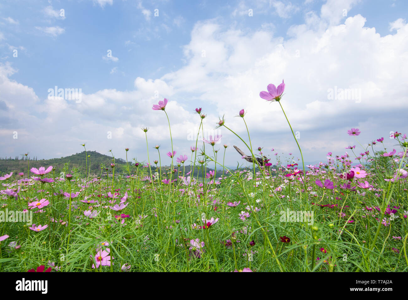 Flower field background Stock Photo - Alamy
