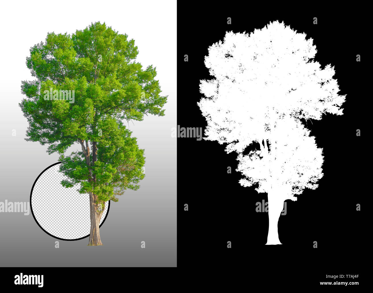 single tree with clipping path and alpha channel Stock Photo - Alamy