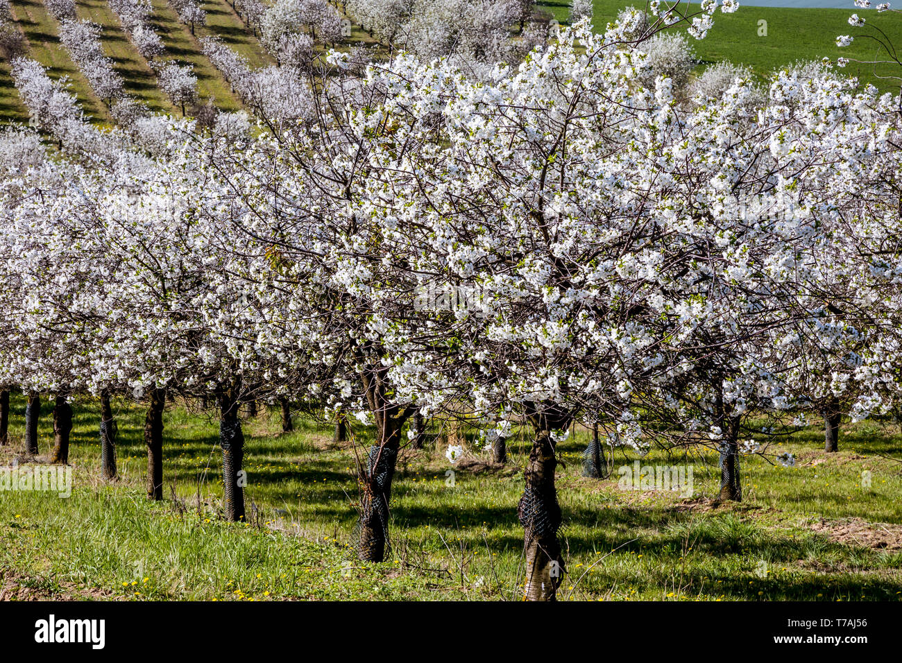 Flowering fruit trees hi-res stock photography and images - Alamy