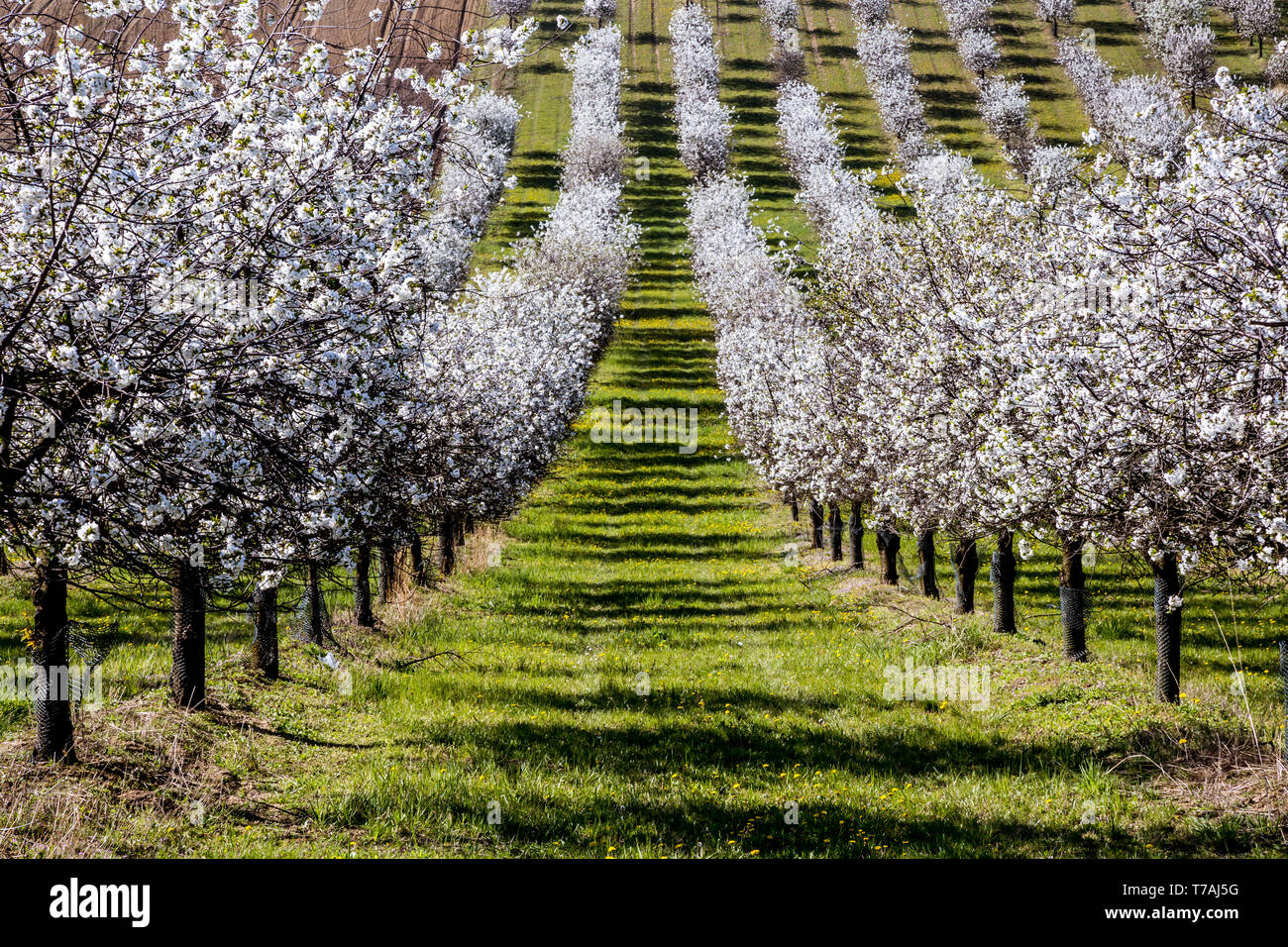 White flowering fruit trees orchard among fields in temperate hills of ...