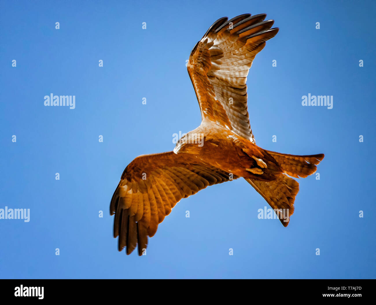 Black kite (Milvus migrans) in flight in Senegal, Africa. Close up ...
