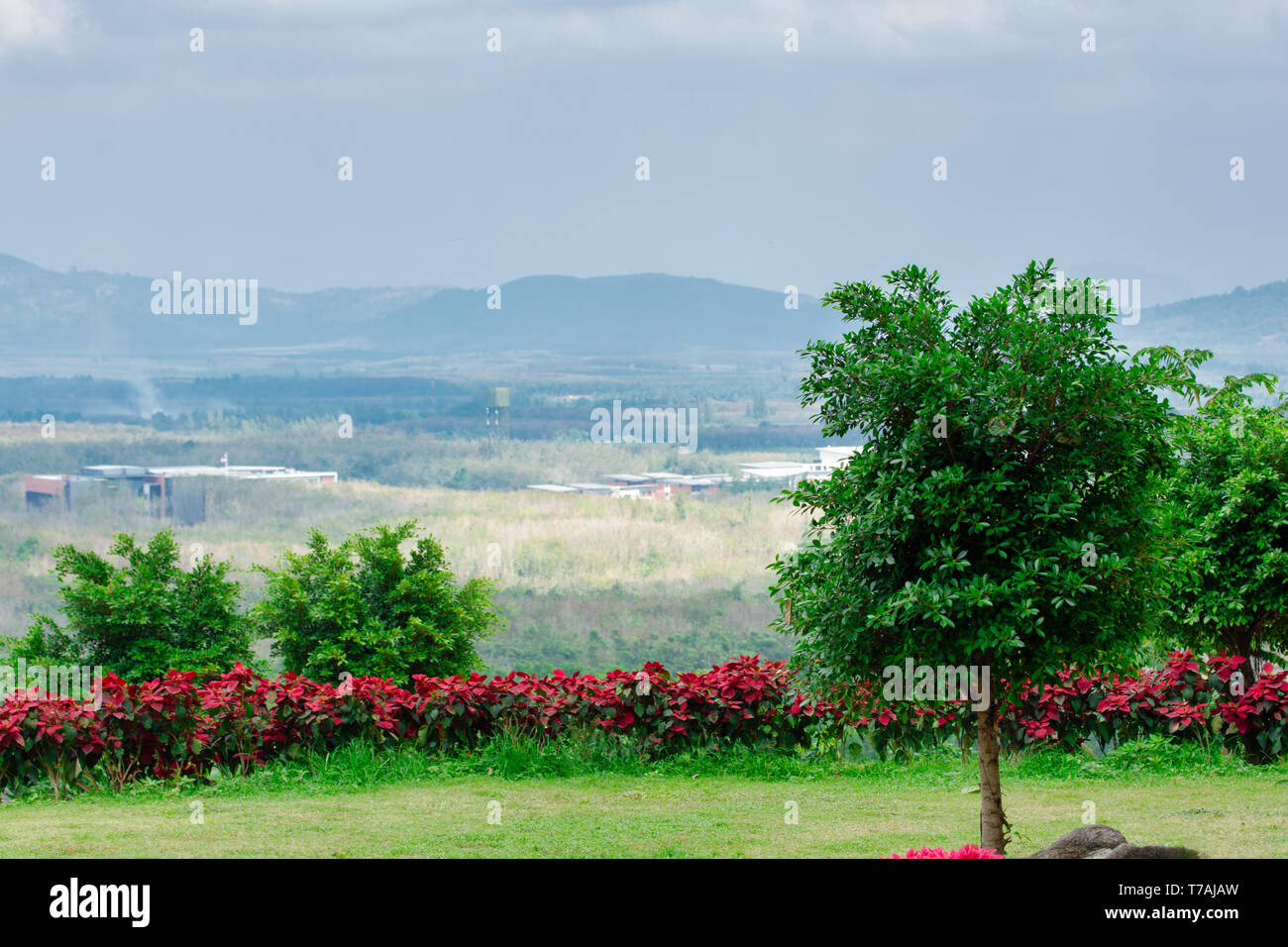 Nature view trees Stock Photo - Alamy