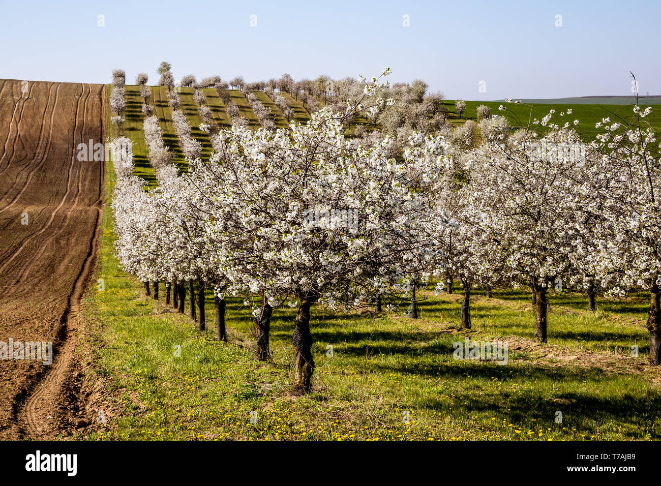 White flowering fruit trees orchard among fields in temperate hills of ...