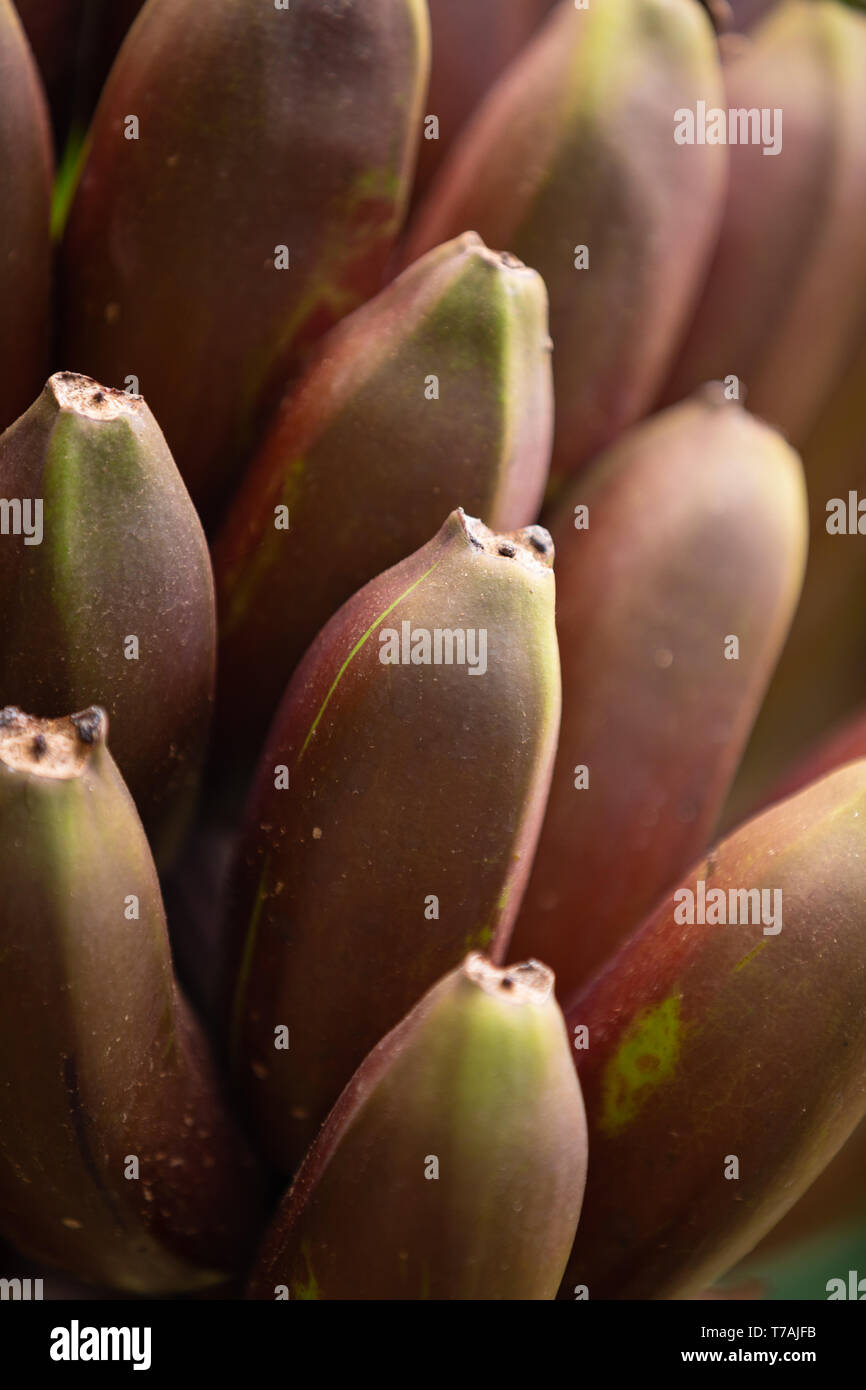 Red banana tree growing hi-res stock photography and images - Alamy