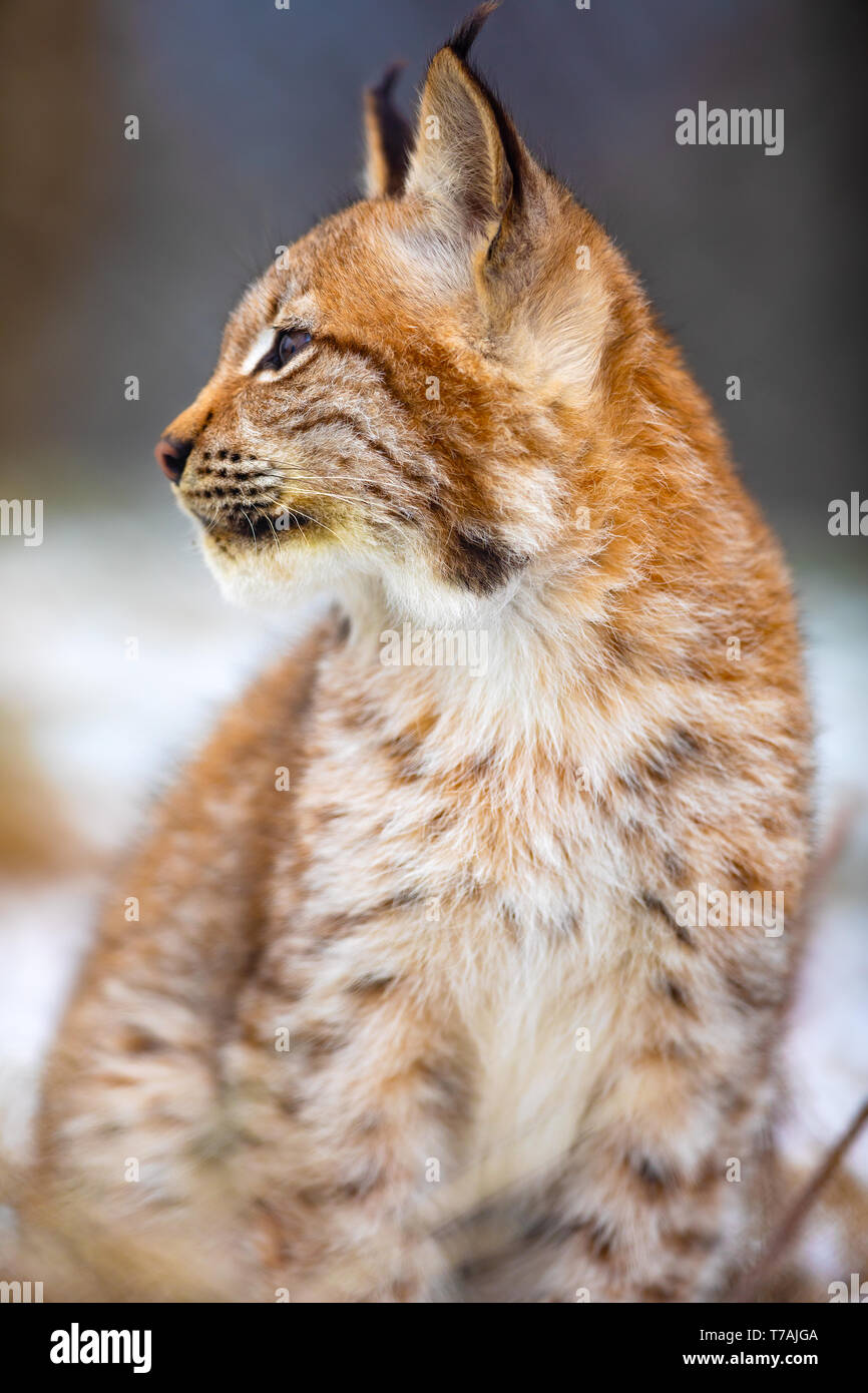 Animal looking sideways hi-res stock photography and images - Alamy