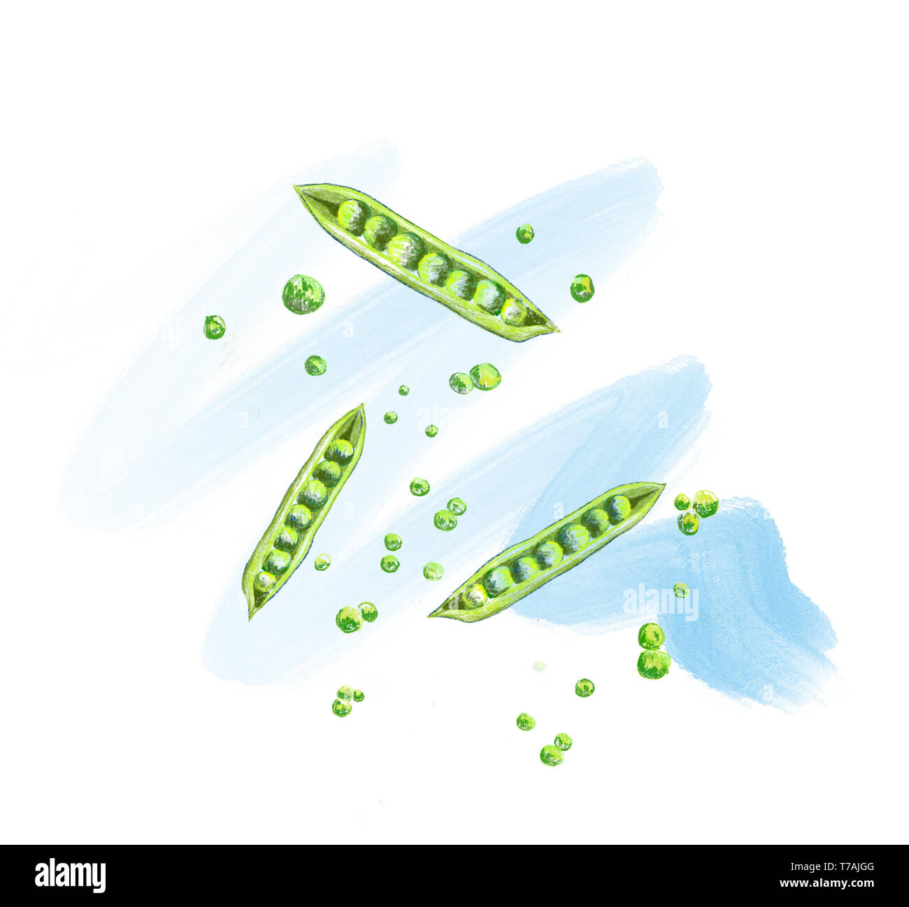 Pea plant drawing hi-res stock photography and images - Alamy