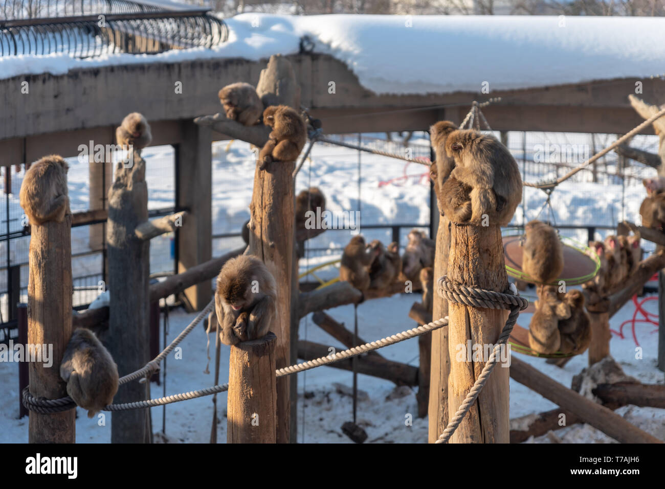 Japanese monkey in asahiyama zoo, asahikawa japan Stock Photo - Alamy