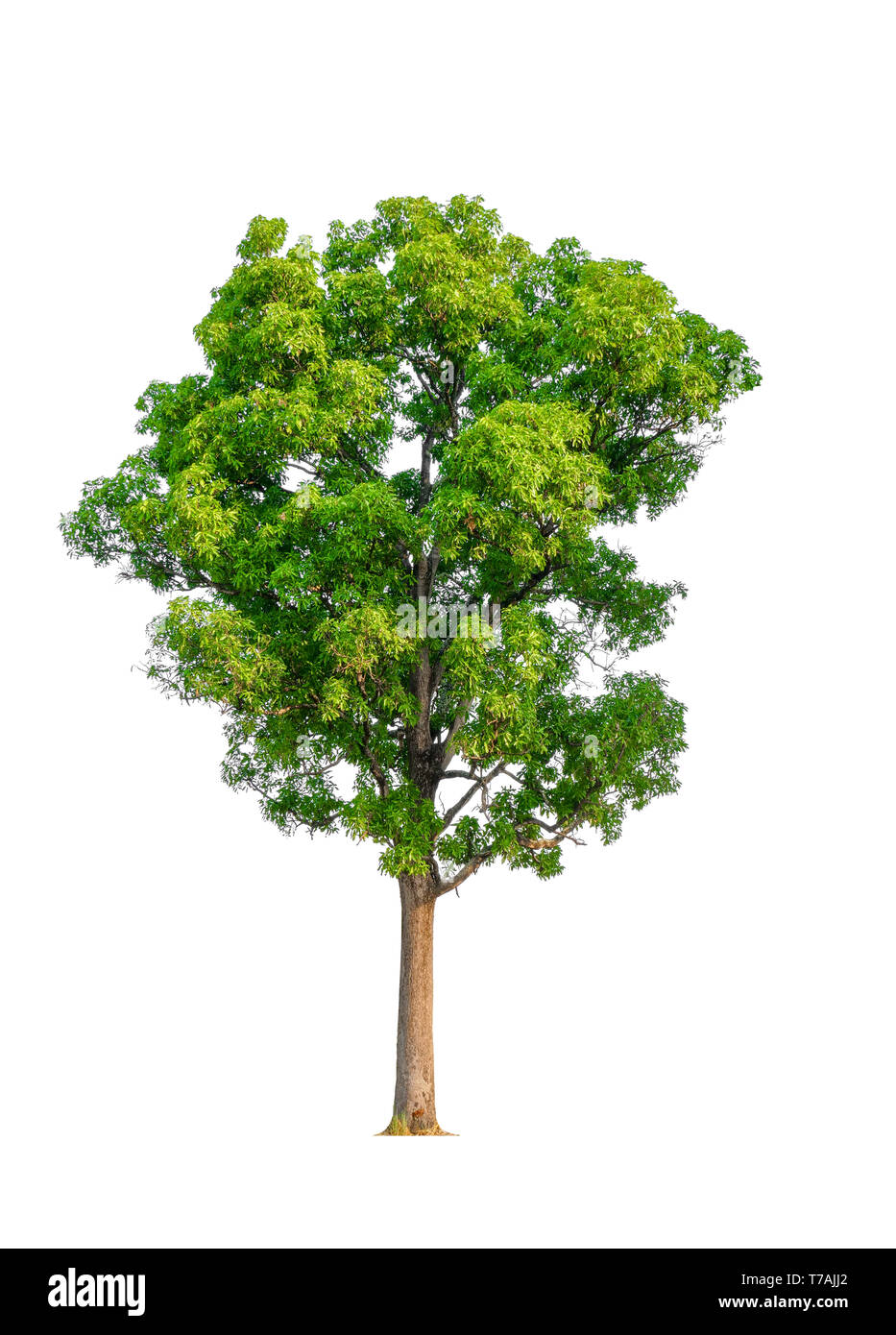 Tree alpha mask hi-res stock photography and images - Alamy