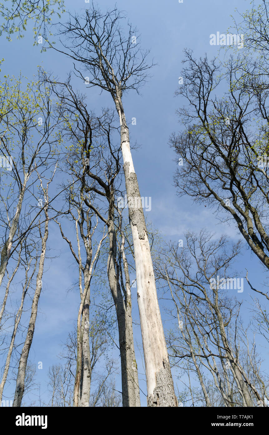 Damaged elm trees by dutch elm disease in a bright swedish forest Stock ...