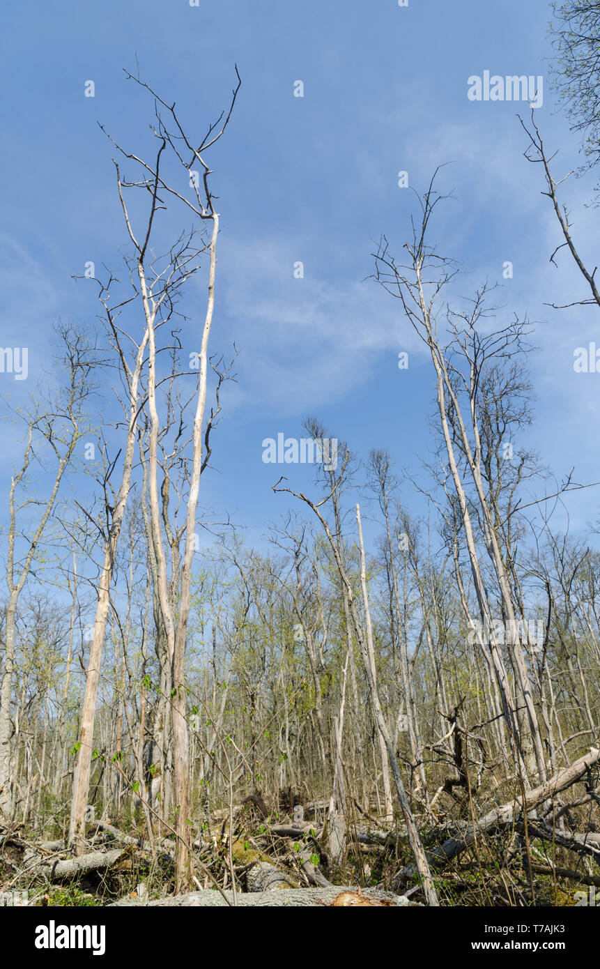 Elm trees damaged by the dutch elm disease in a bright swedish forest ...