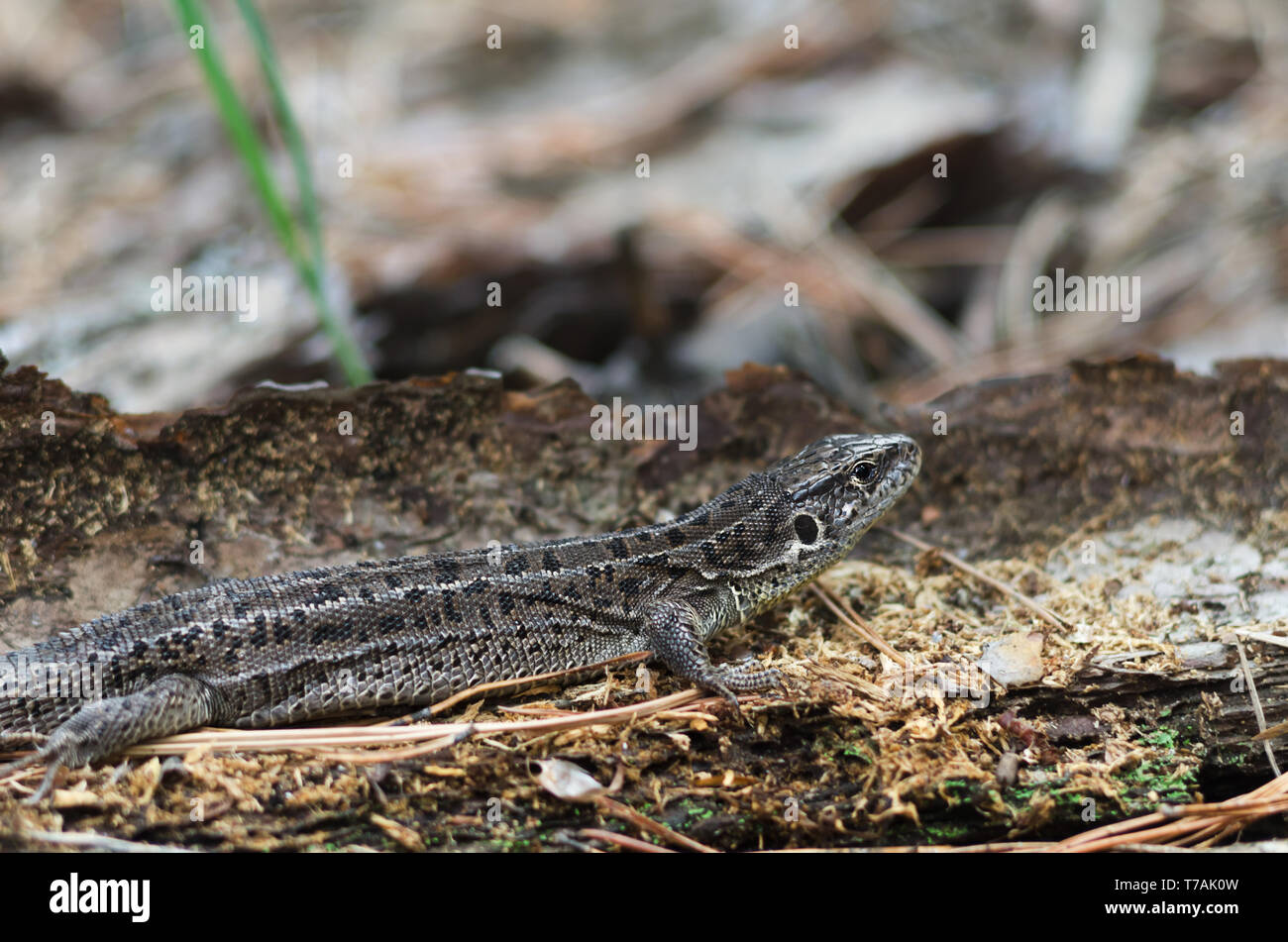 Gray lizard in wild hi-res stock photography and images - Alamy