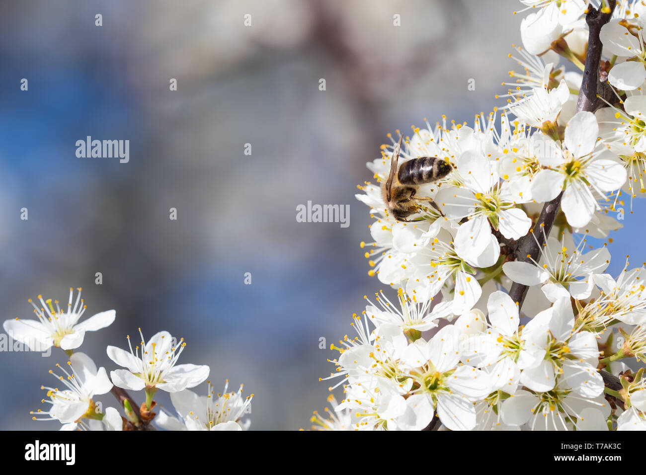 Honey bee collecting pollen from flowers. Spring nature. Bee collects ...