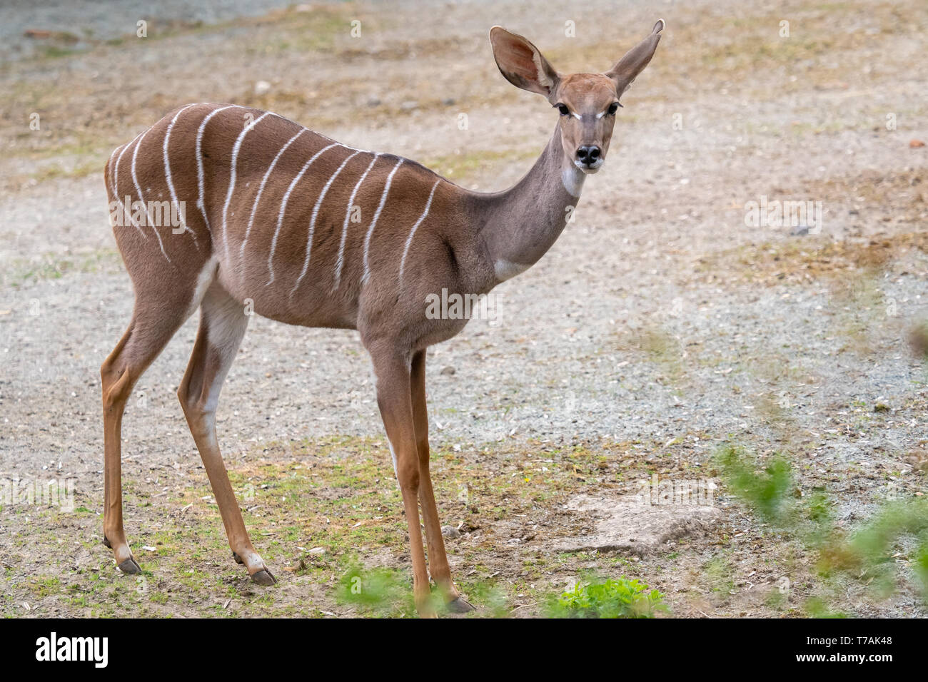 Lesser Kudu Antelope