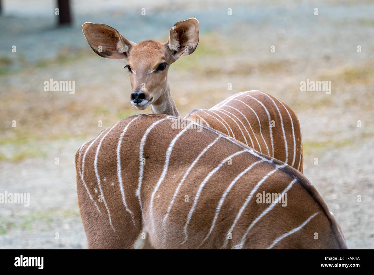 Lesser Kudu (Tragelaphus Imberbis), young antelope Stock Photo - Alamy