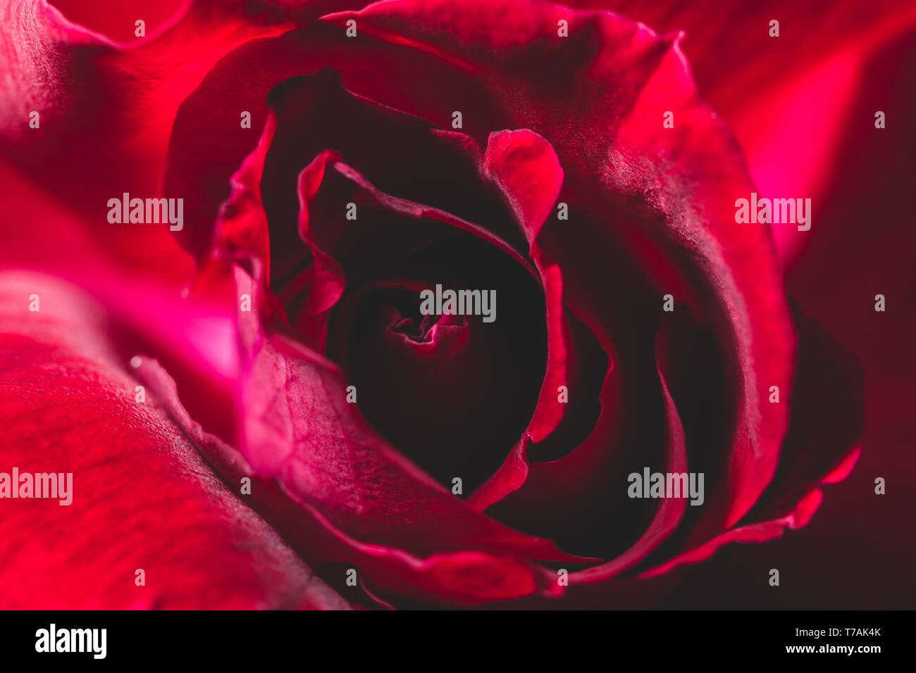 Red rose background Stock Photo - Alamy