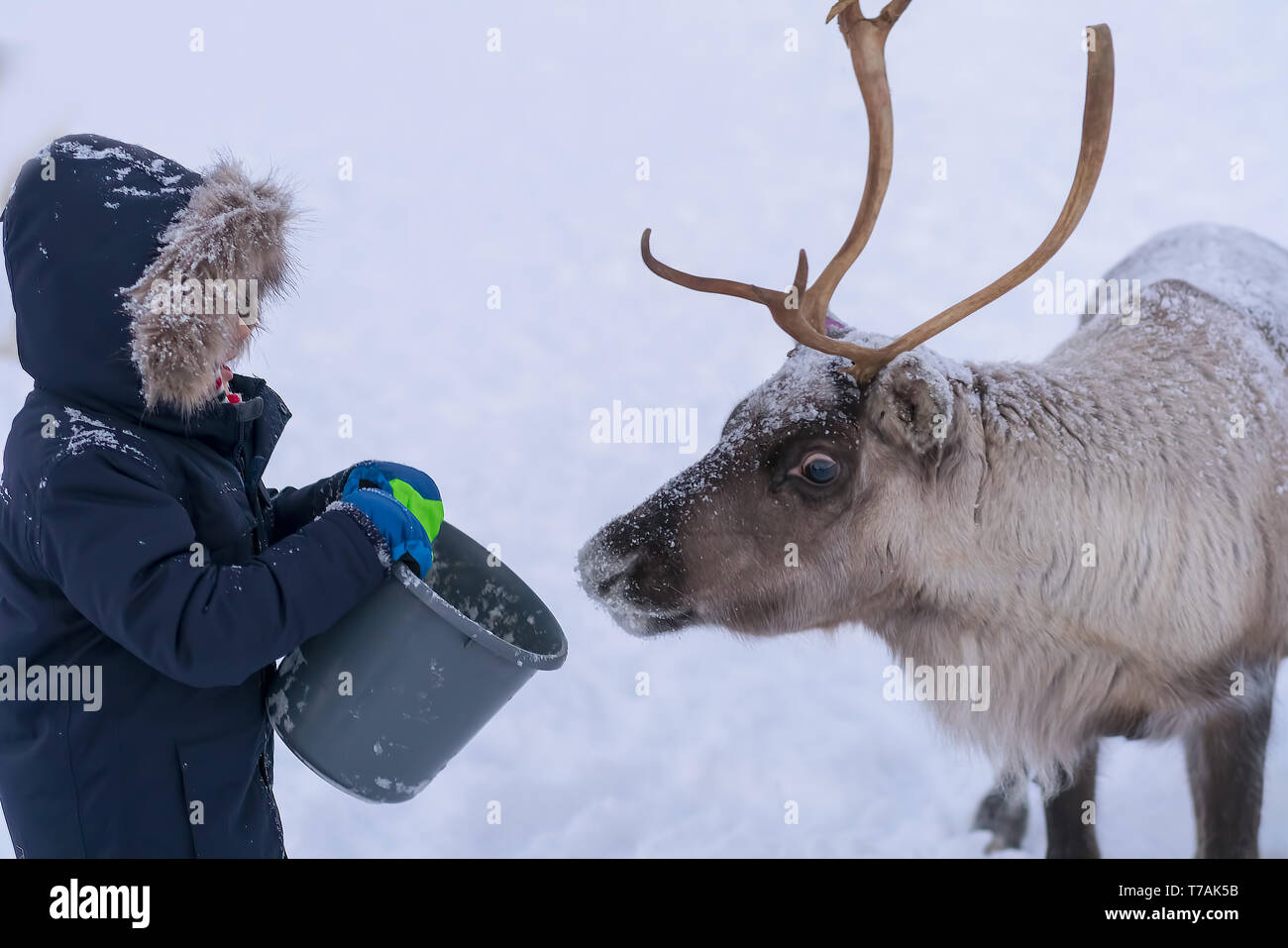 Fuzzy White Baby Reindeer