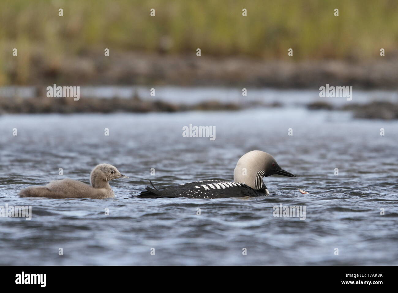 Pacific Loon or Pacific Diver fishing in arctic waters fishing with a ...