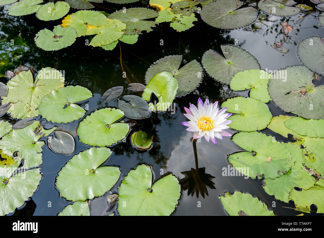 Lotus flower in the pool Stock Photo - Alamy