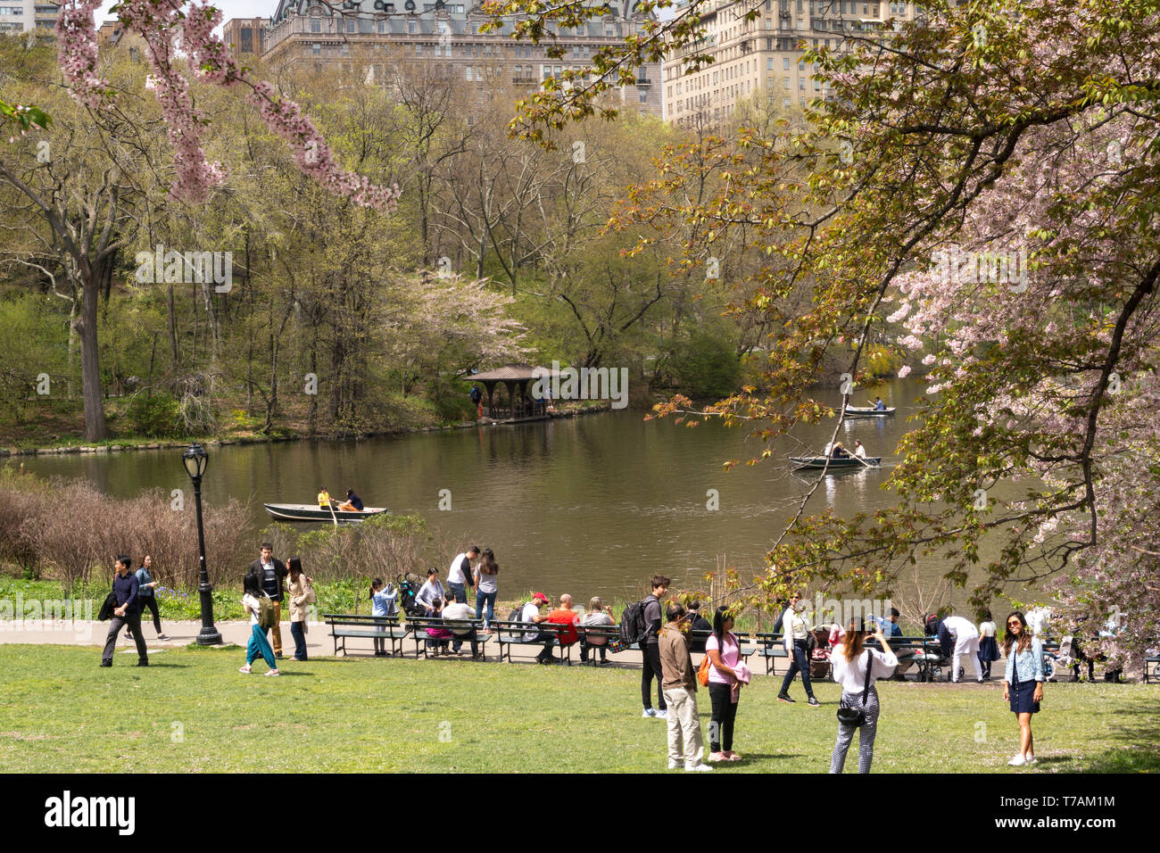 Central Park in the Springtime is very popular, NYC, USA Stock Photo ...