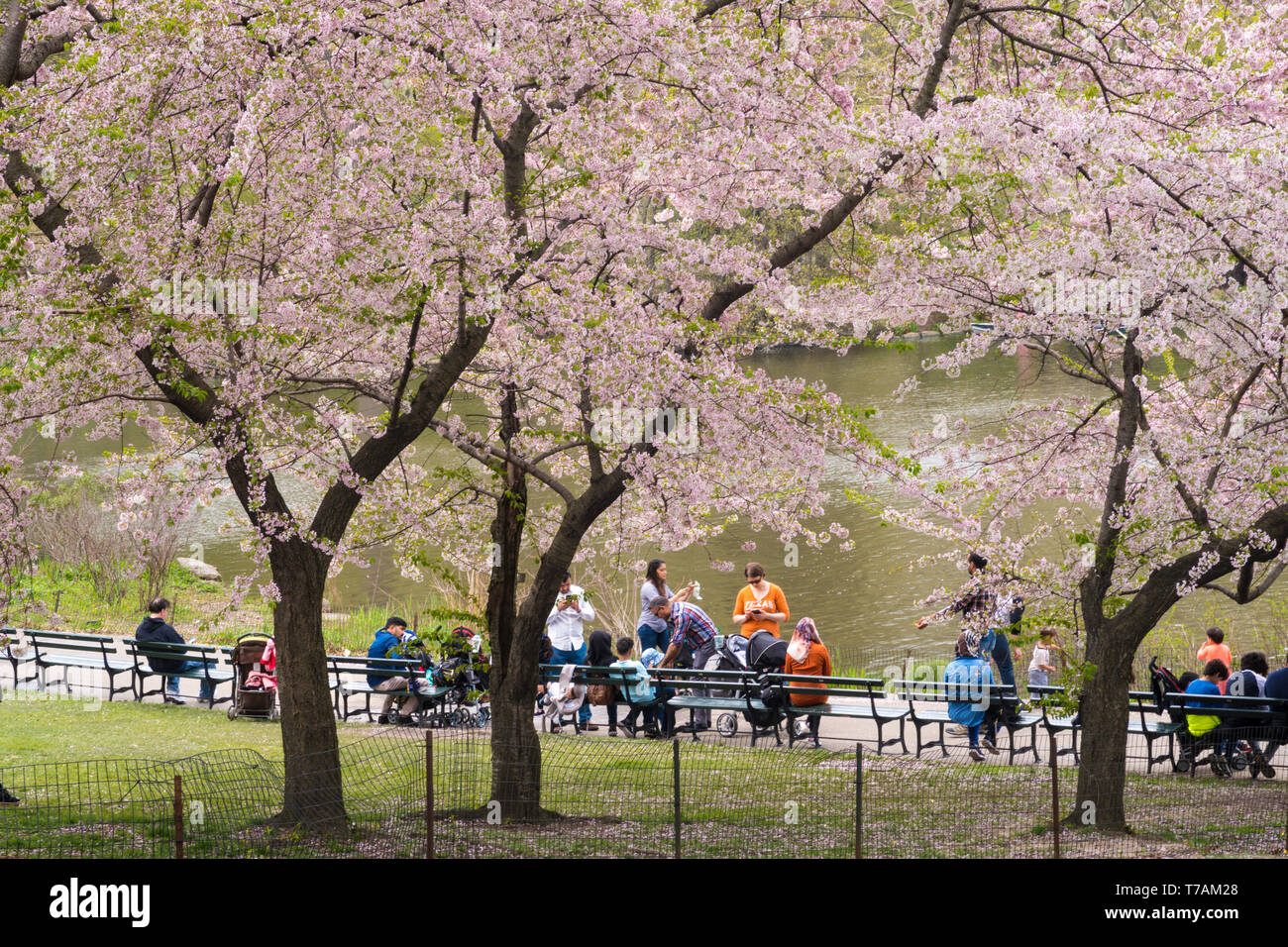 Central Park in the Springtime is very popular, NYC, USA Stock Photo ...
