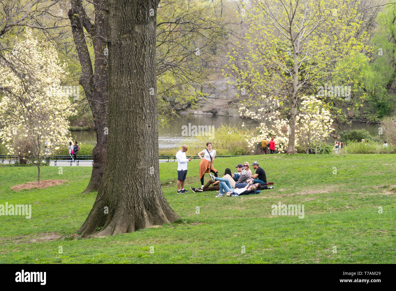 Popular spring trees hi-res stock photography and images - Alamy