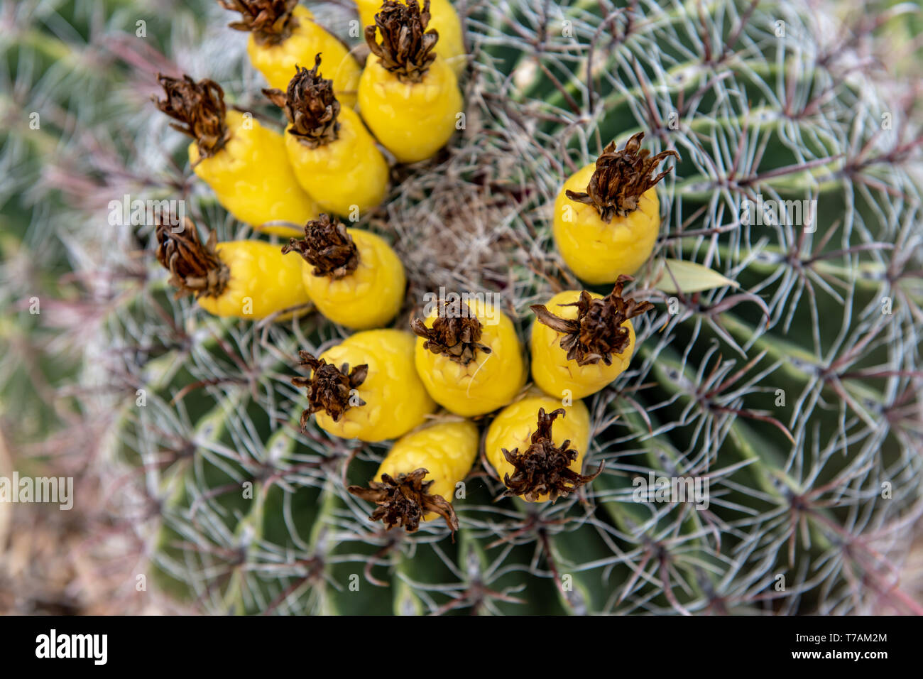Fishhook barrel cactus (Ferocactus wislizeni) in Tucson, Arizona Stock ...