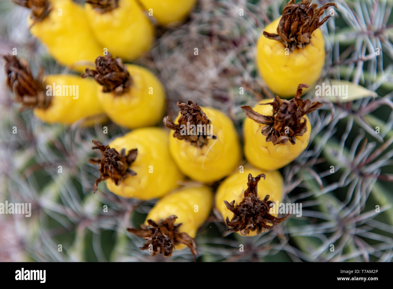 Fishhook barrel cactus (Ferocactus wislizeni) in Tucson, Arizona Stock ...